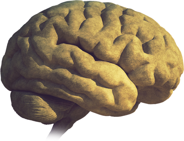 Wat is de Brein-Omgeving Methode? | BreinPlaats